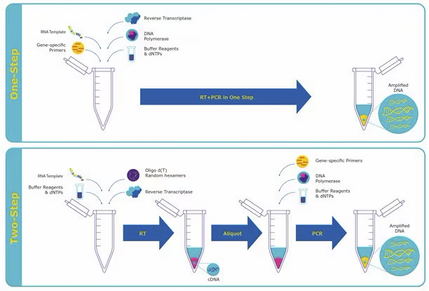 روش RT-PCR چیست؟ تفاوت روش one step & two step | شرکت درمان نگار آیندگان